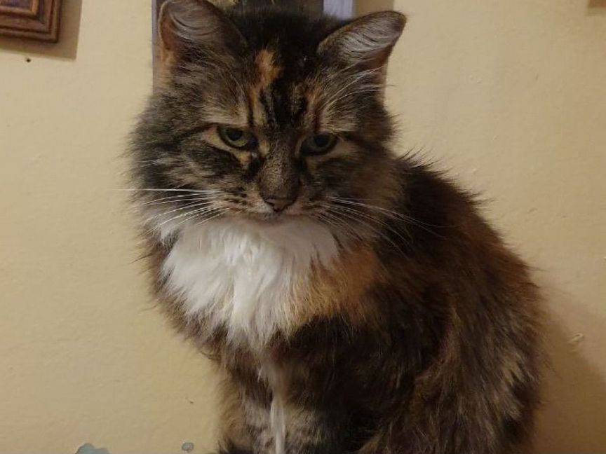 Кошка Даша