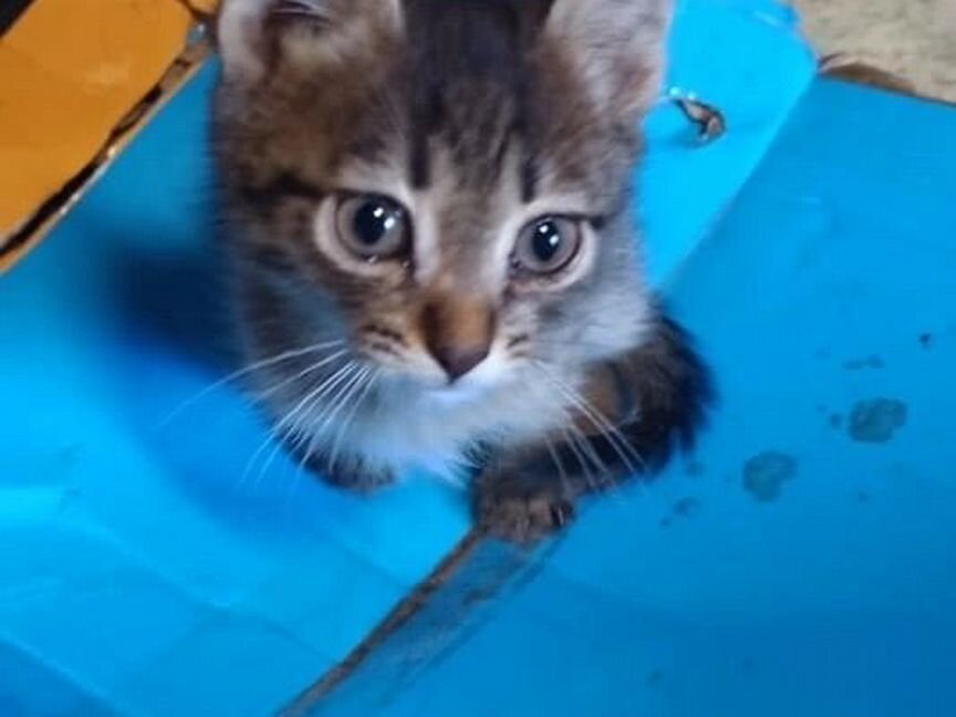 Кошки в беде