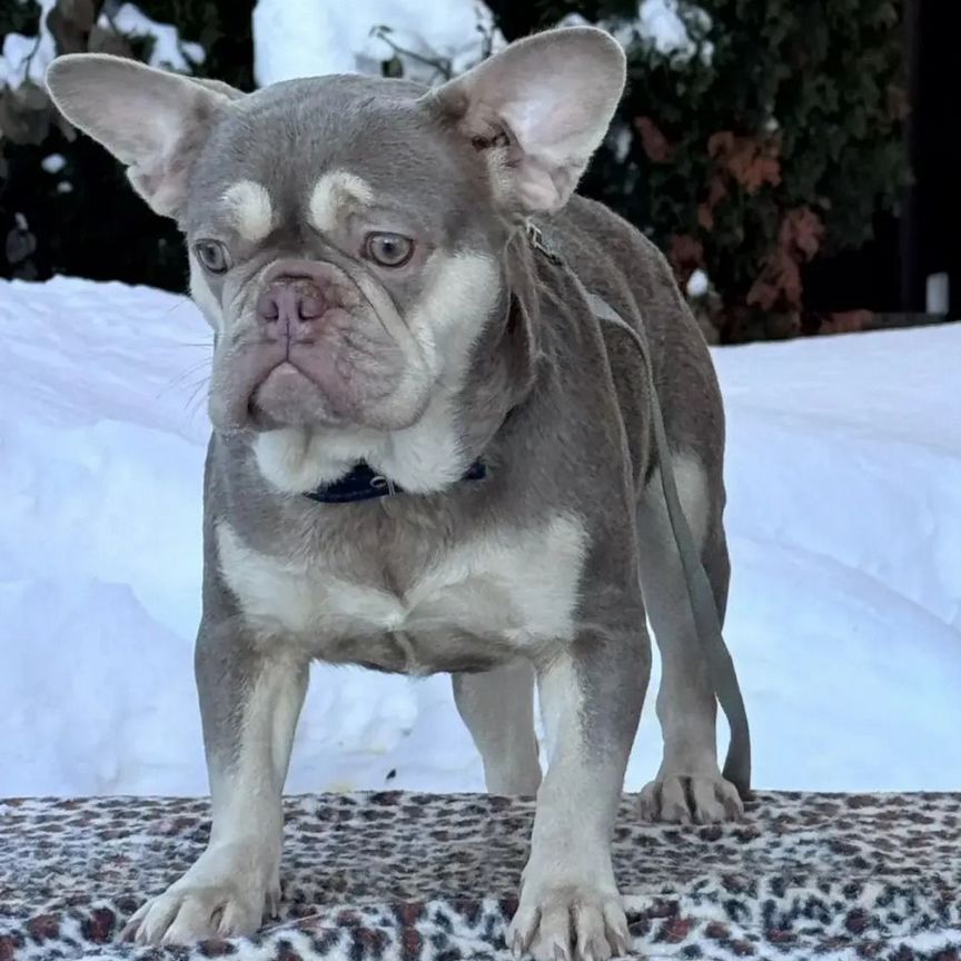 Французский бульдог, взрослая собака