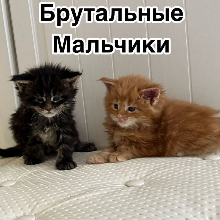 Котята мейн-кун