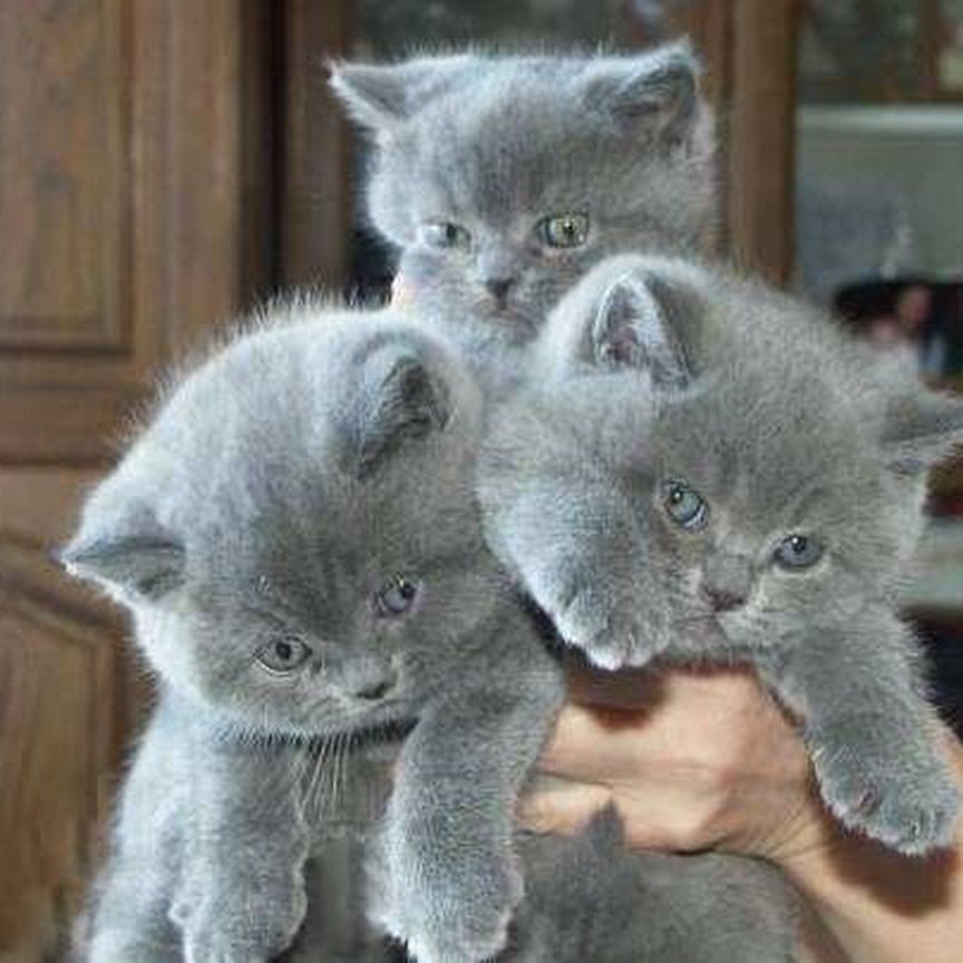 Британские котята