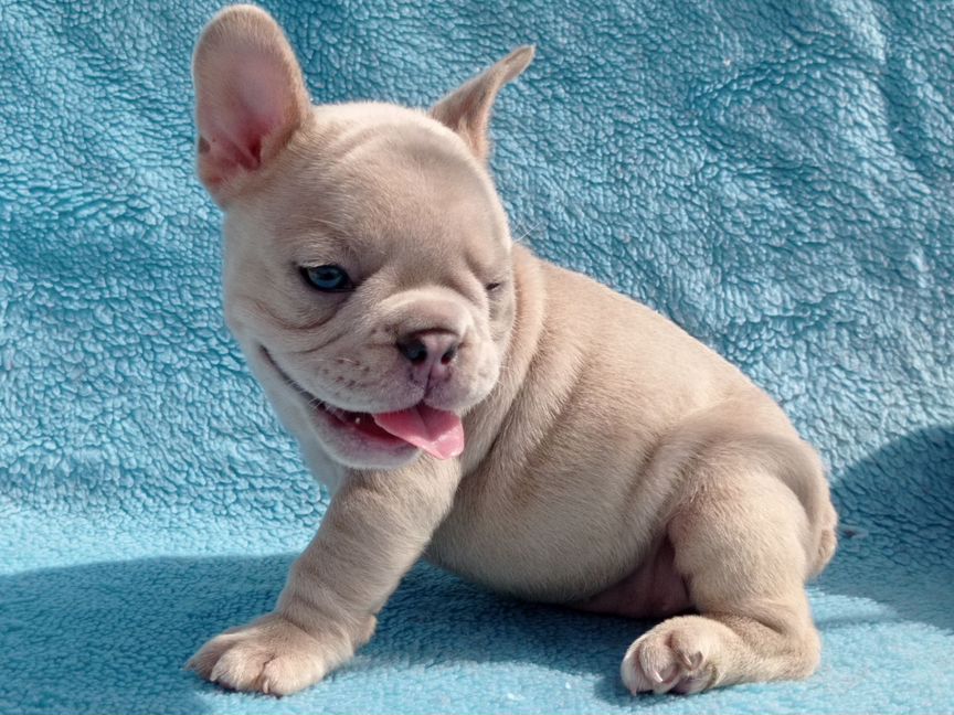 Маленькая принцесса