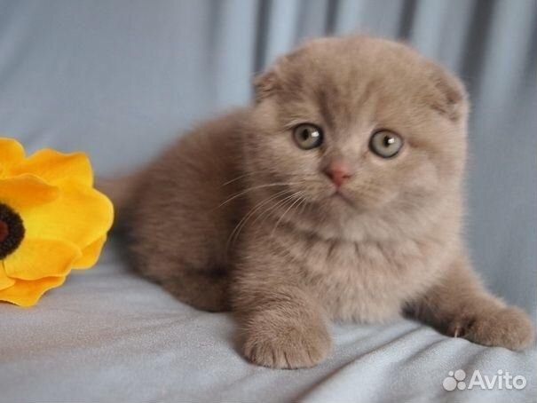 Лиловая вислоухая кошечка, есть голубые