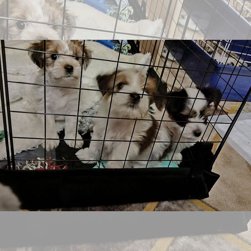 Бивер-йоркширский терьер, щенок