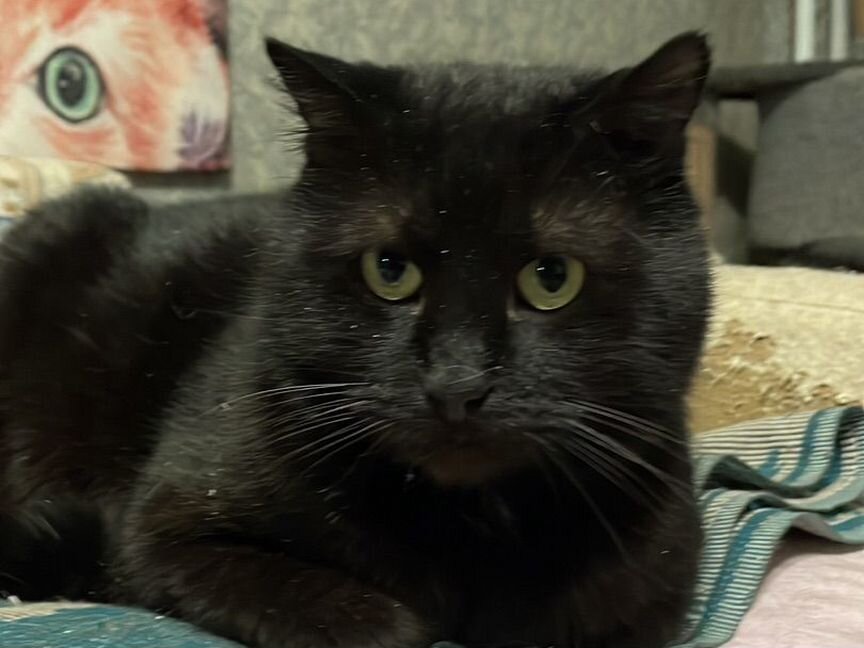 Черный ласковый кот Цезарь