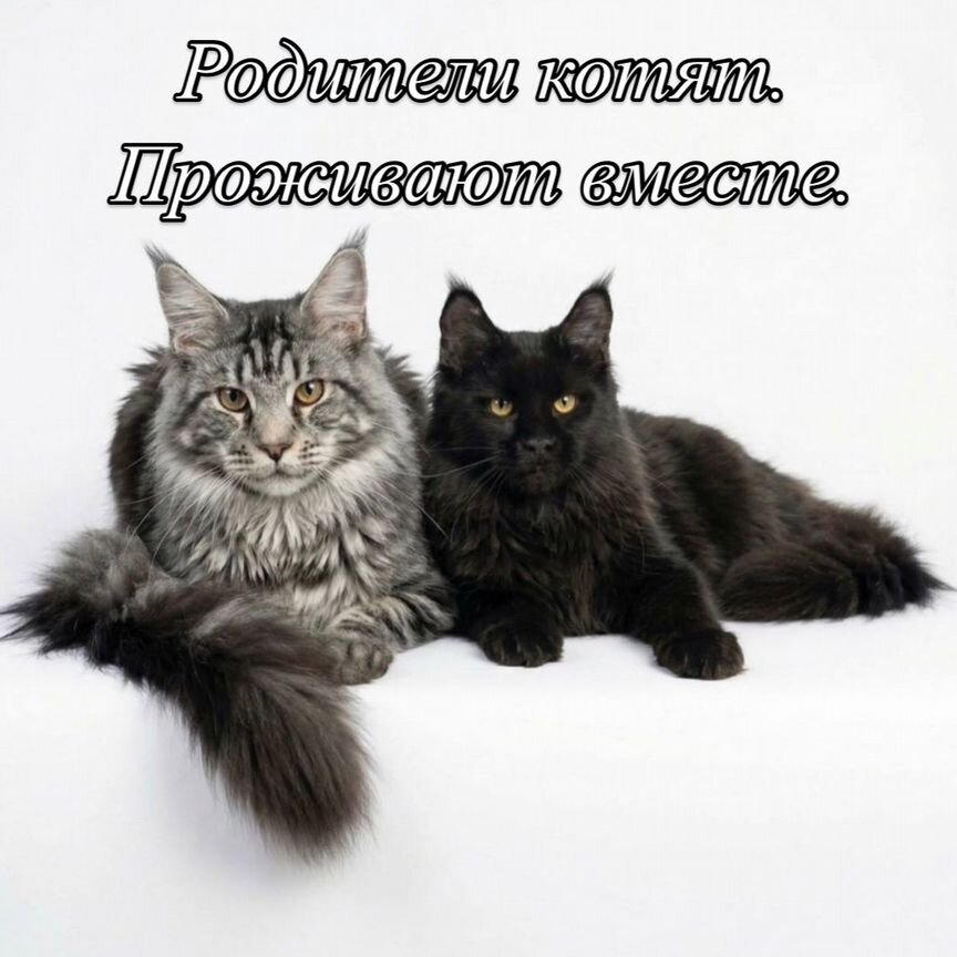 Мейн-кун котёнок