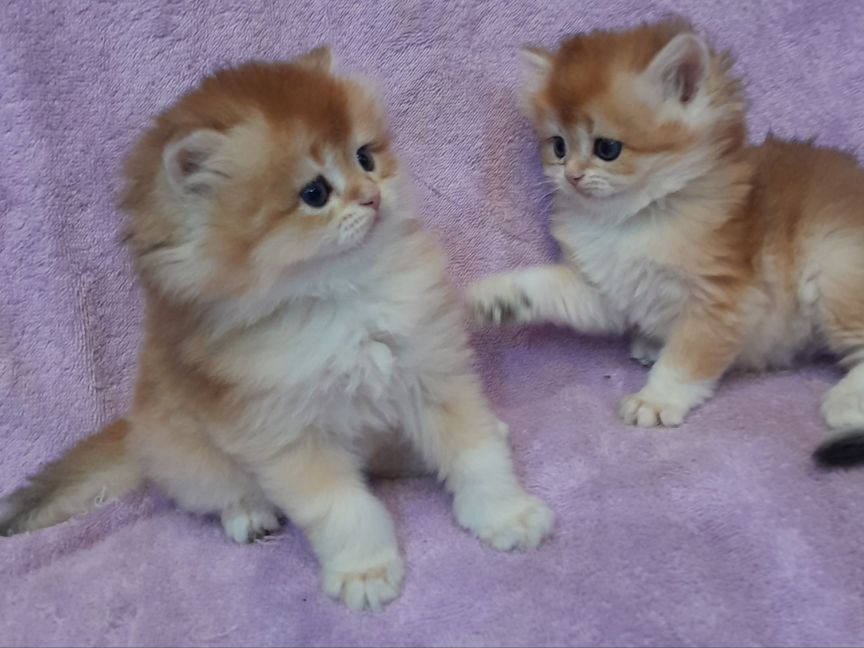 BLH ny 12(котик и кошечка)