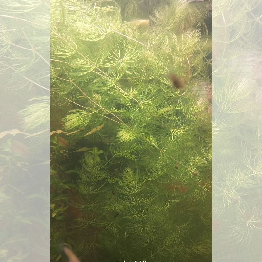 Роголистник в аквариум бесплатно