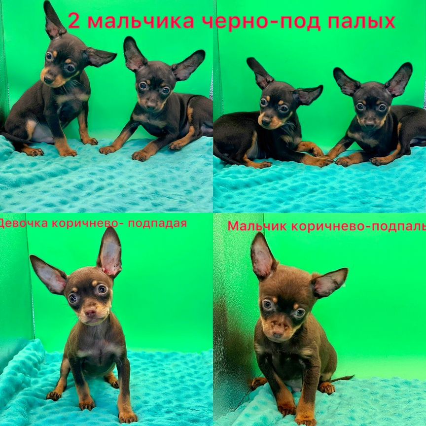 Той терьер гладкошерстные щенки