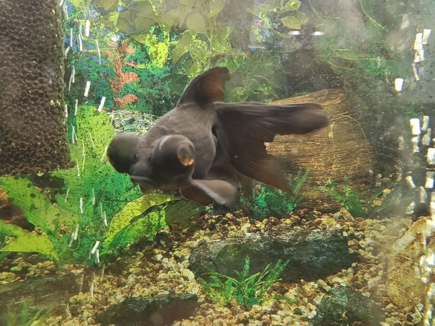 Продам или обменяю рыбу телескоп