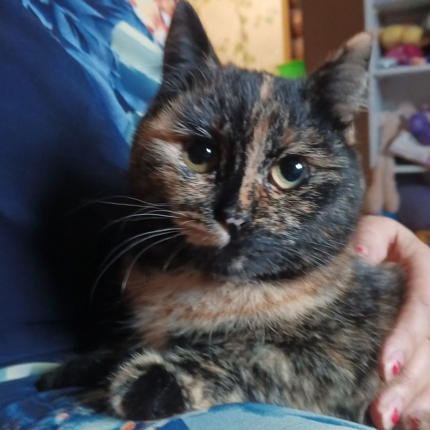 Ловчая кошка