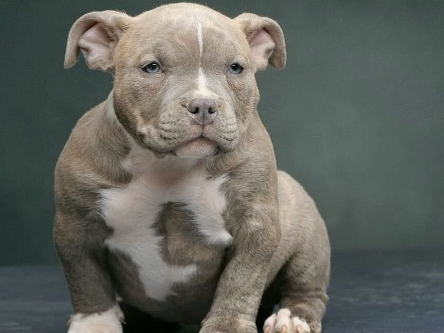 Американский булли микро