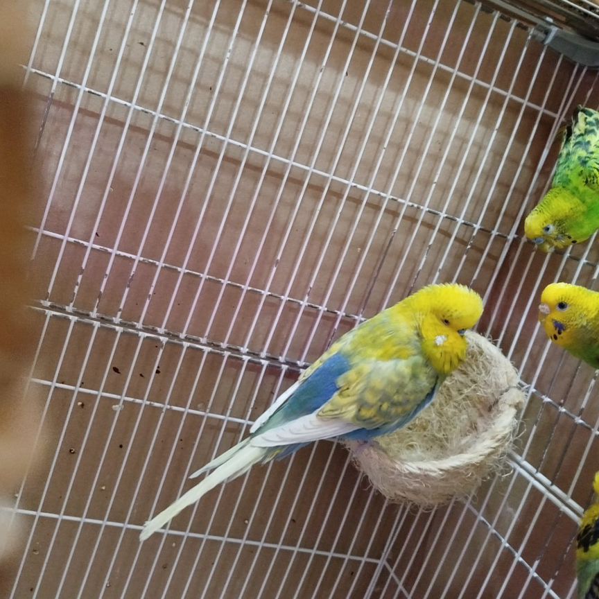 Волнистый попугай