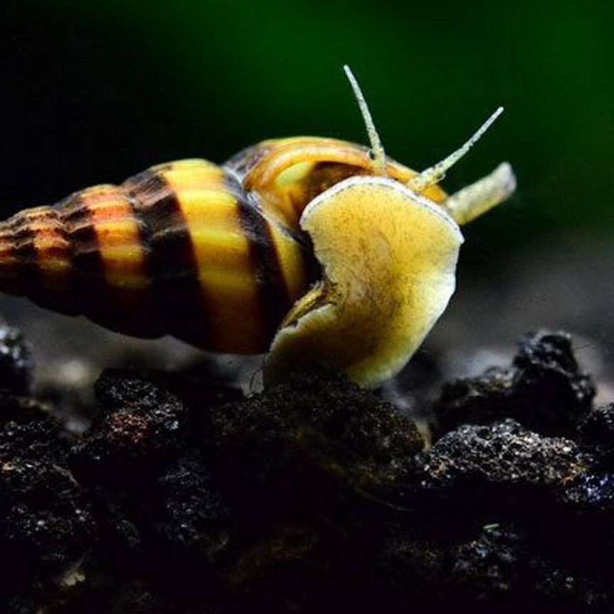 Улитка хелена 4 шт