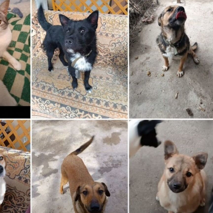 Кошечки, собачки, щенки в добрые ручки