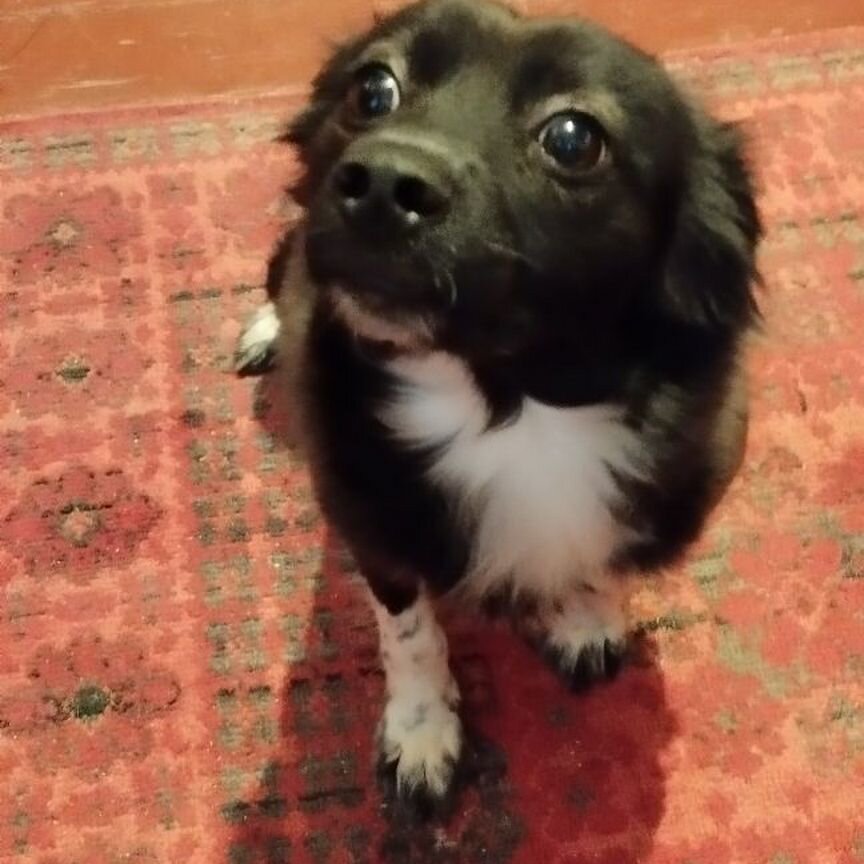 Собака в добрые руки