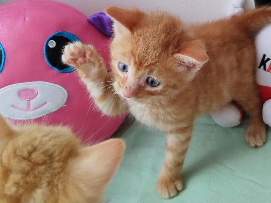 Котята мальчики