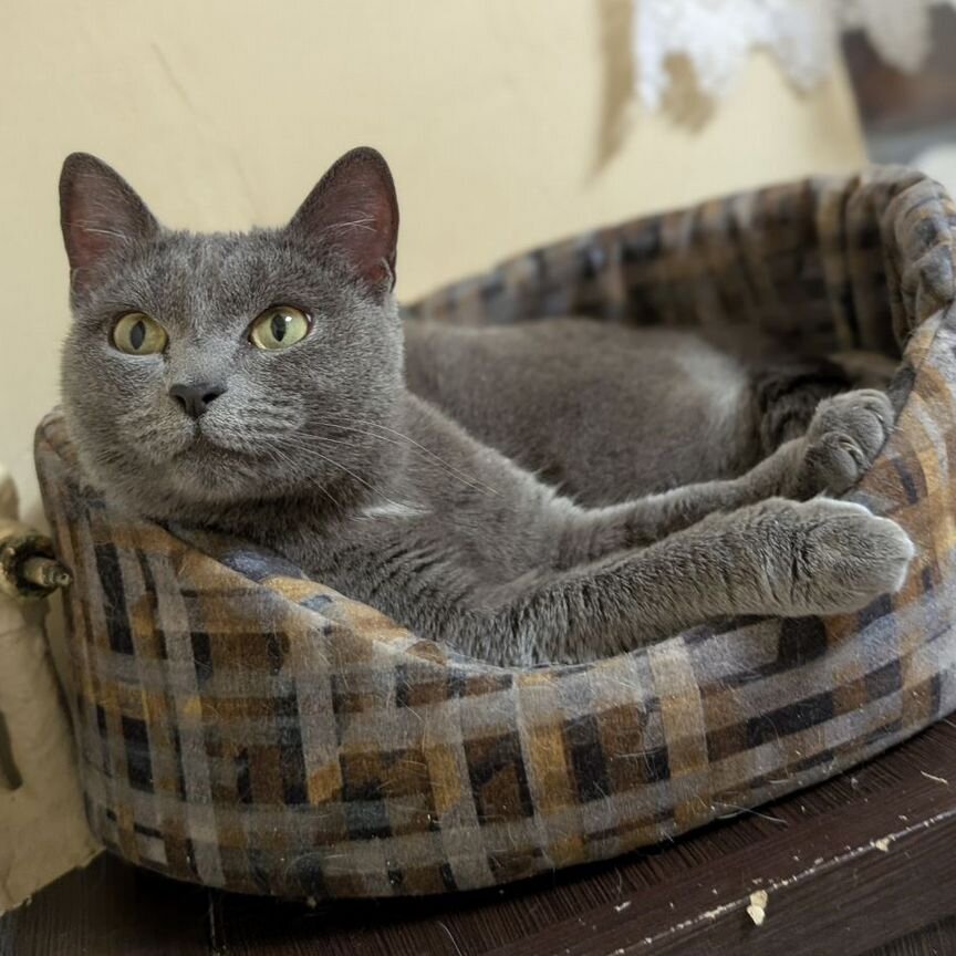 Котёнок от частного владельца