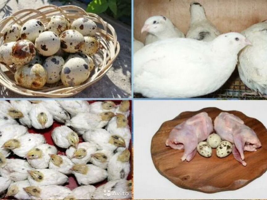 Яйца перепелиные, перепелята суточные