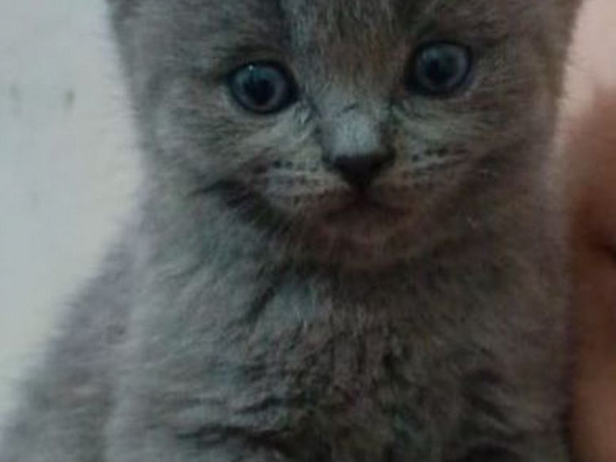 Британские котята