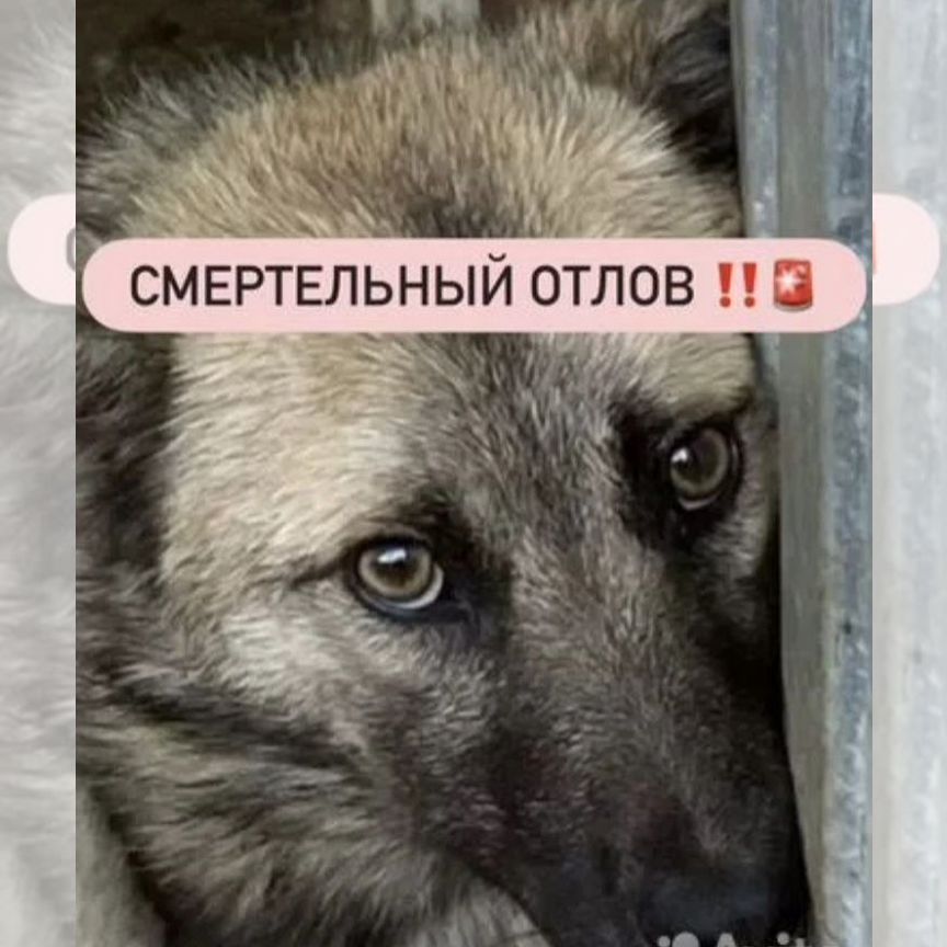Взрослый пёс в добрые руки