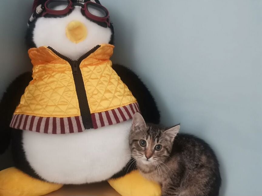 Котенок кошечка в добрые руки