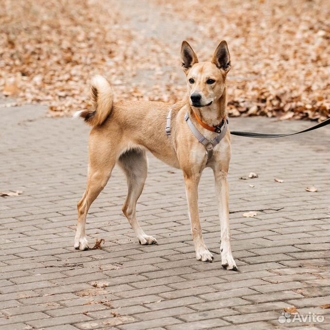 Бемби в добрые руки