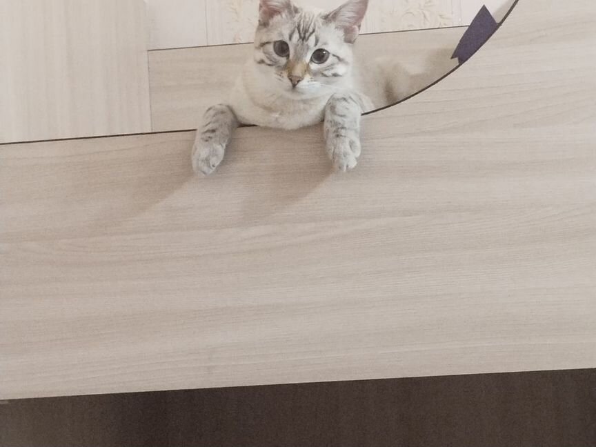 Кошка