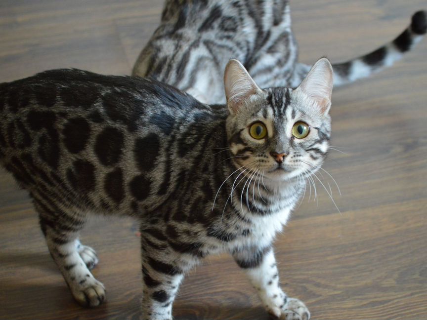 Бенгальская кошечка в горошек