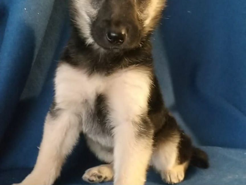 Красивая щенулька Берта метис овчарки в дар