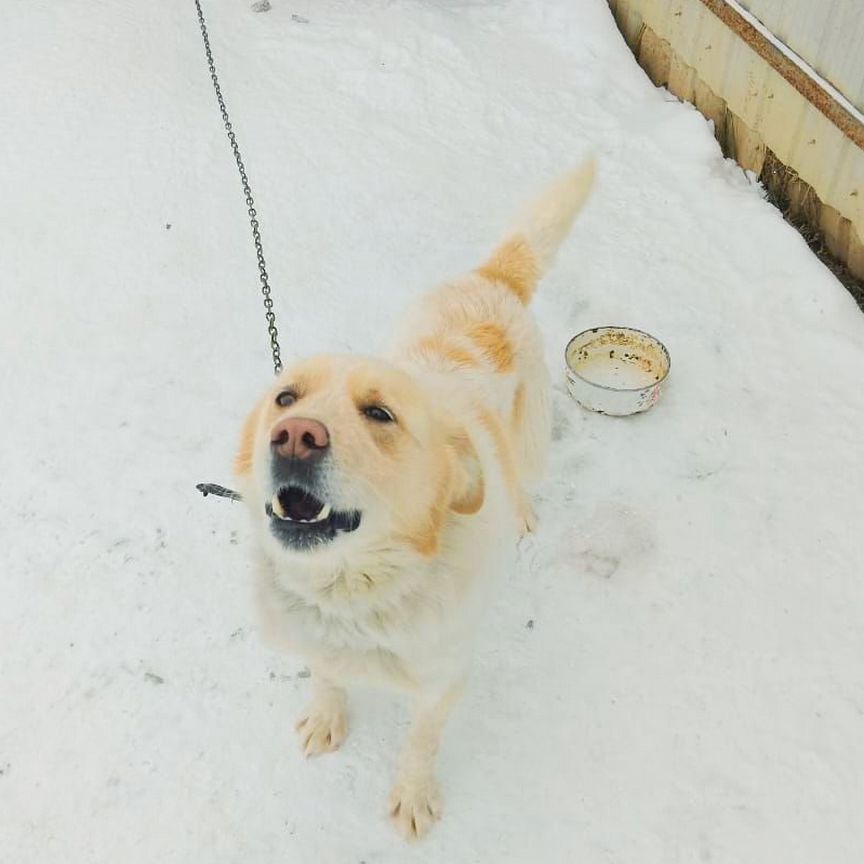 Отдам в добрые руки сторожевую собаку