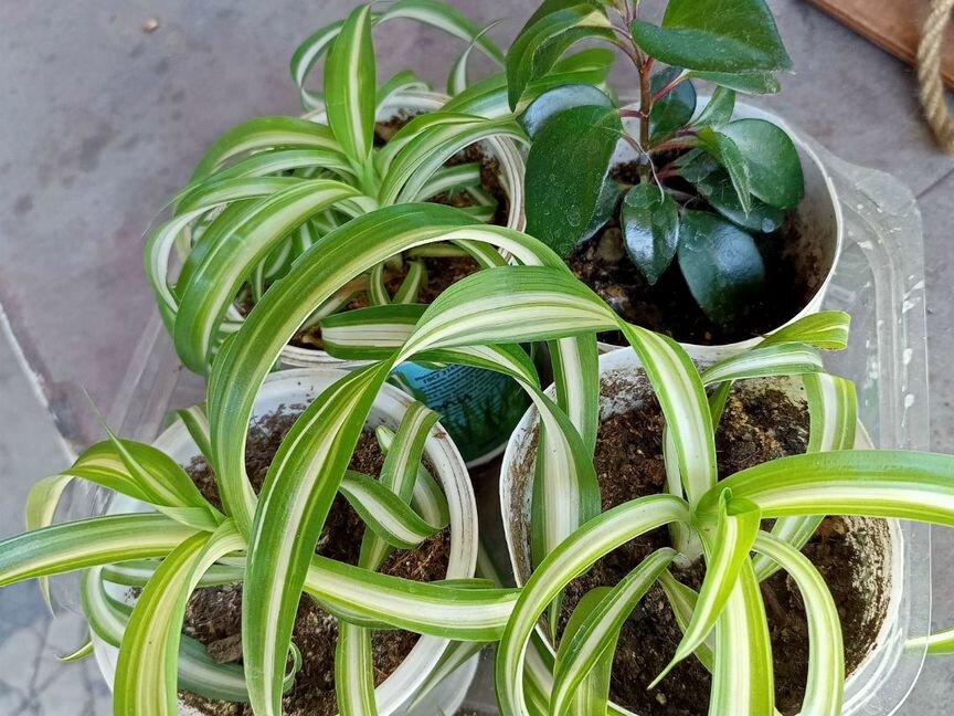 Хлорофитум и золотая рыбка и колонхое