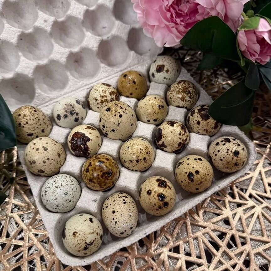 Перепел Фараон гигант