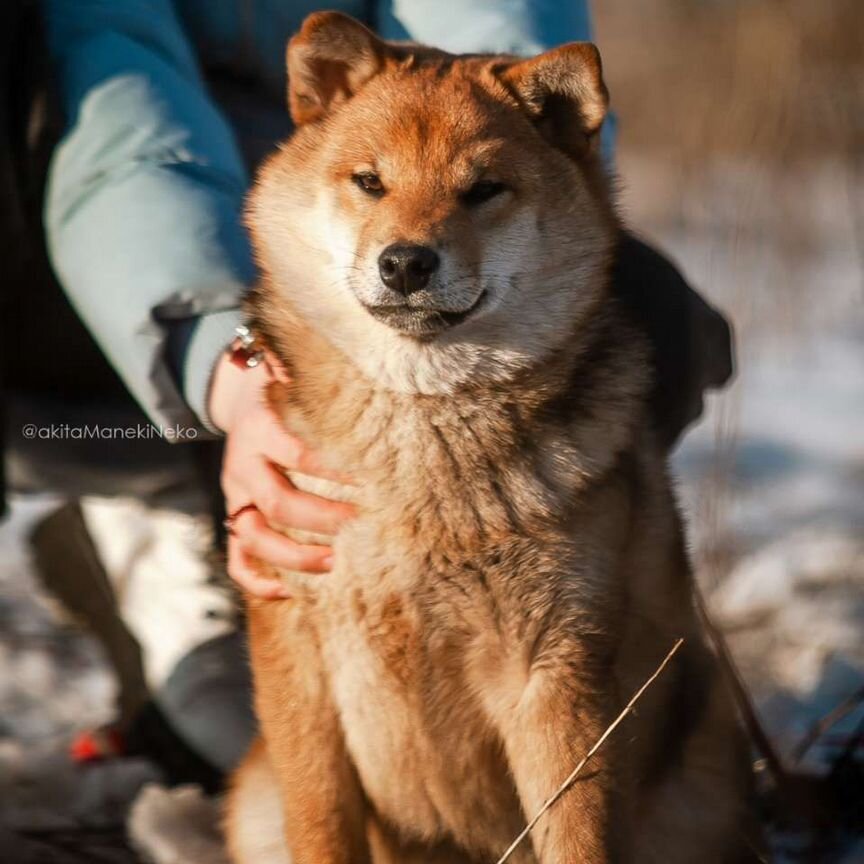 Сиба ину, документы РКФ