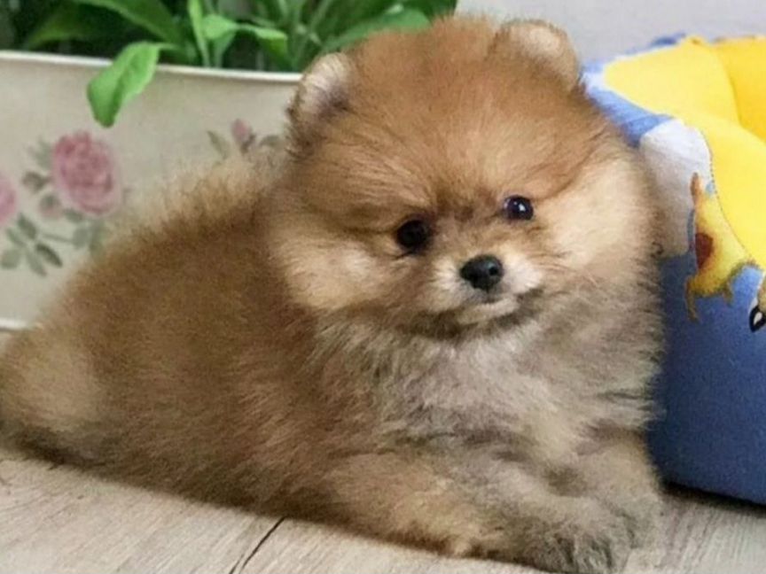 Померанский шпиц