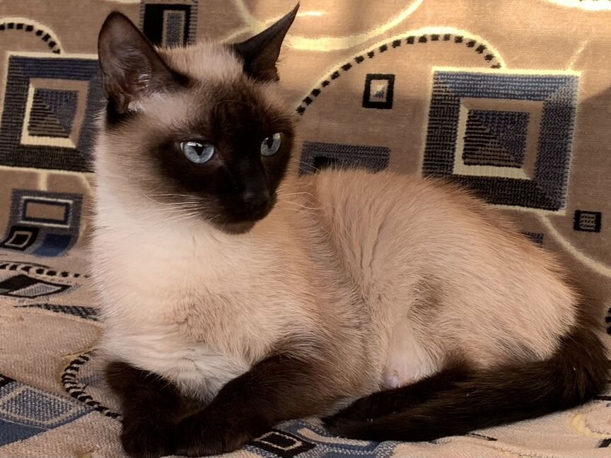 Сиамские кошки в добрые руки