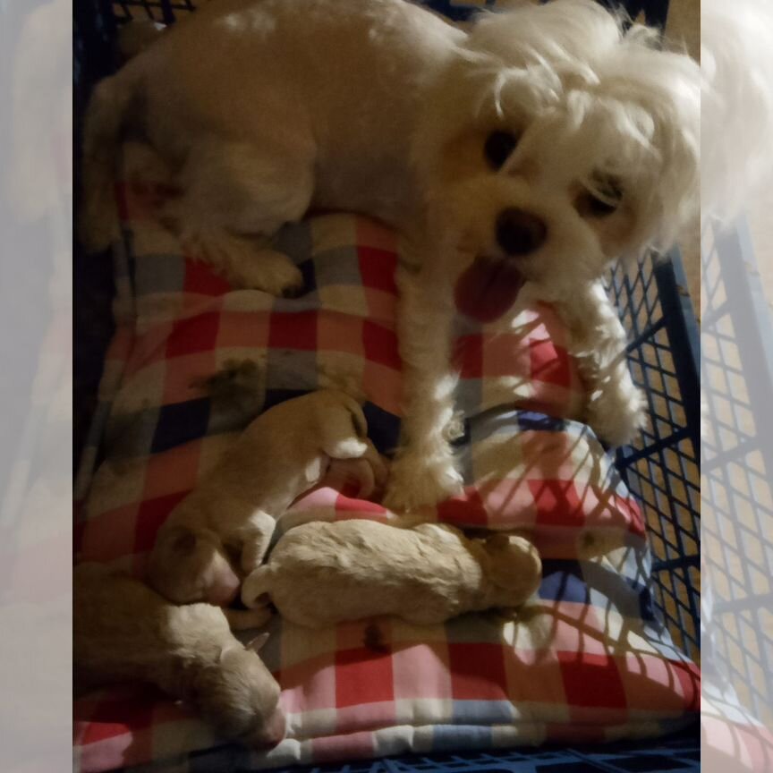 Для тех, кто планирует покупку мальтипушек