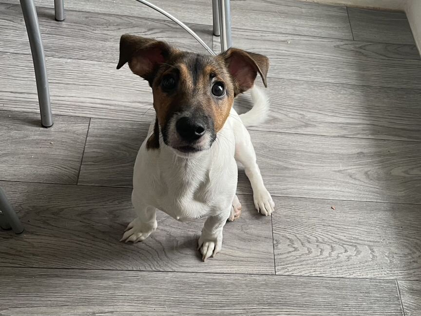 Щенок джек рассел терьер гладкошерстный