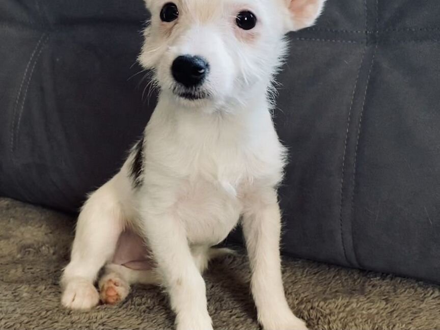 Щенки джек рассел терьера и агт