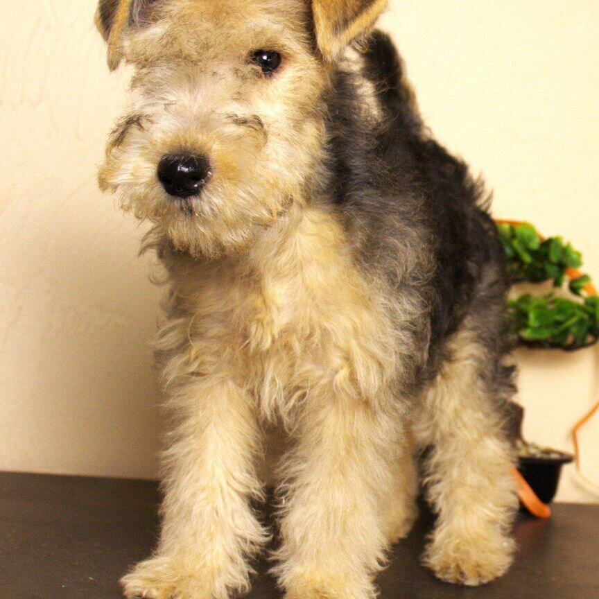 Лейкленд терьер девочка