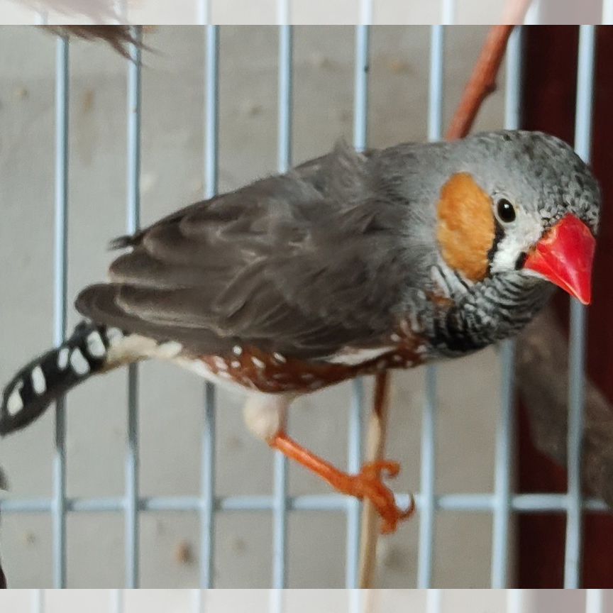 Амадины зебровые