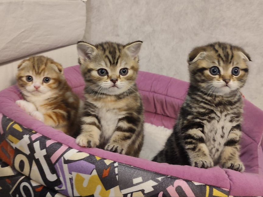 Шотландские вислоухие котята