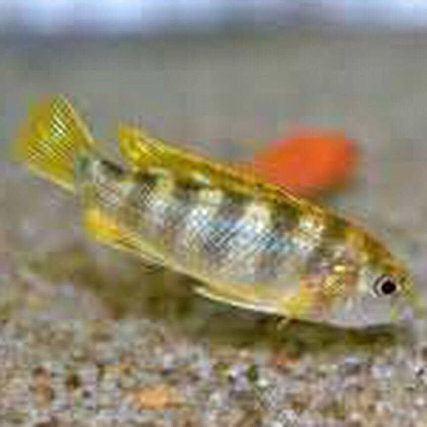 Лабидохромис перлмут (Labidochromis perlmut)