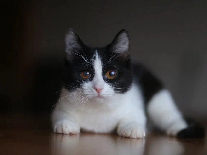 Котенок Мася ищет себе дом