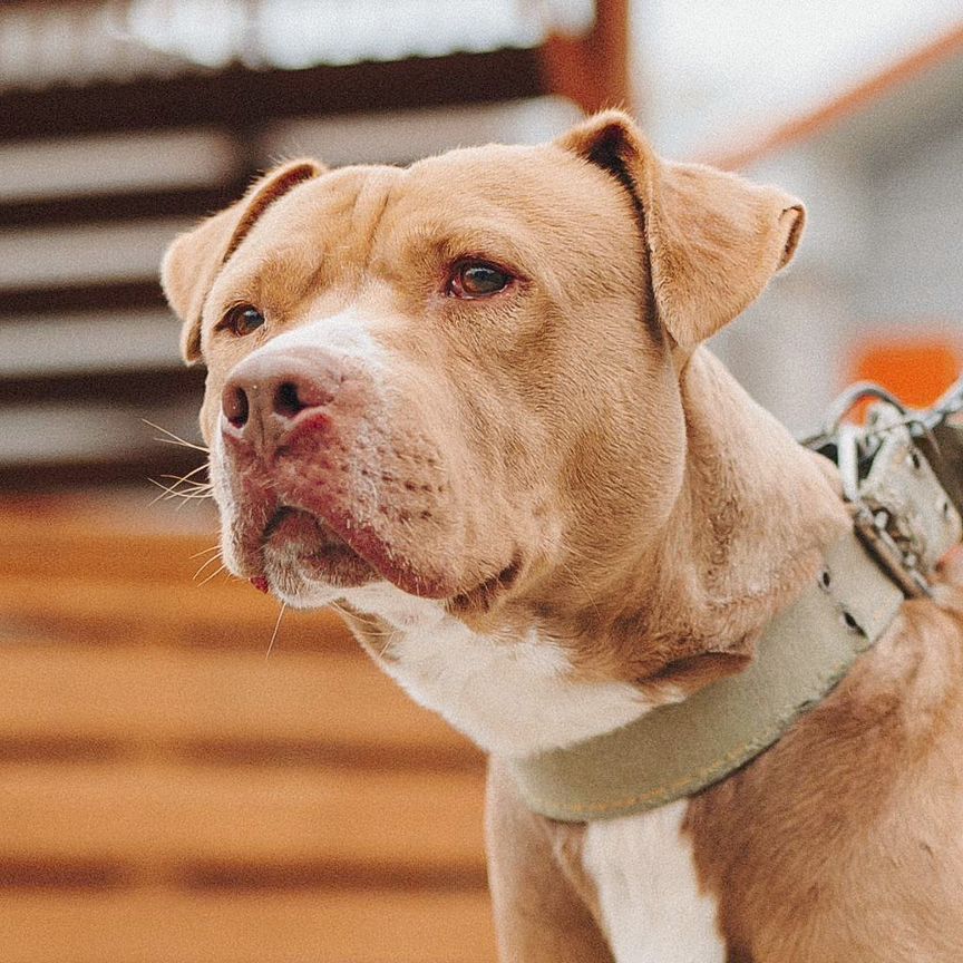 Американский стаффордширский терьер в добрые руки