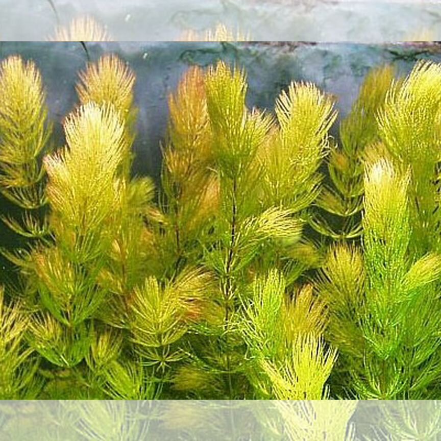 Отдам роголистник и пузырчатку