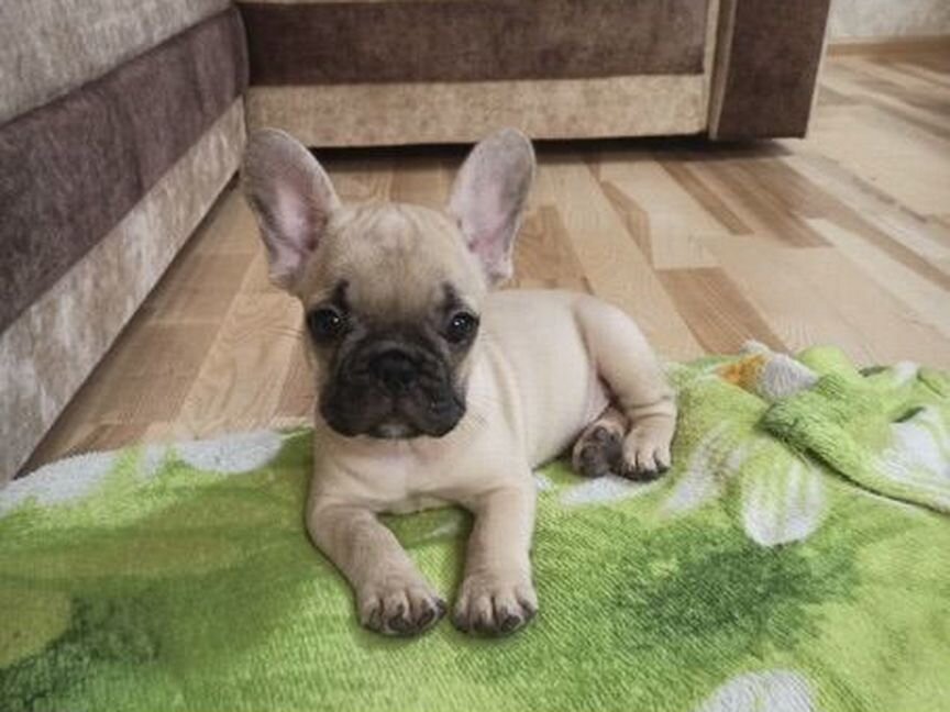 Французский бульдог мальчики VIP