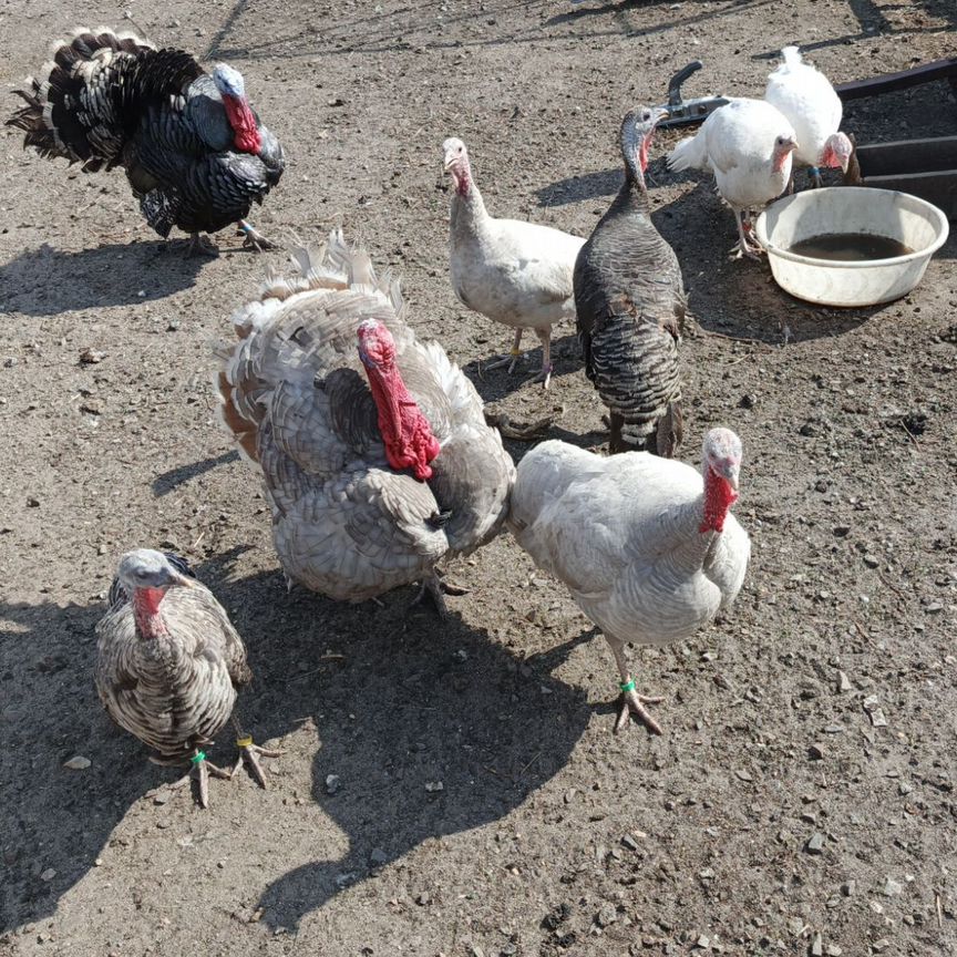 Индюки домашние