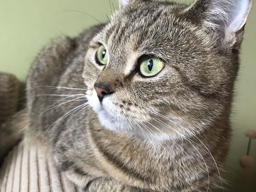Шотланская кошка
