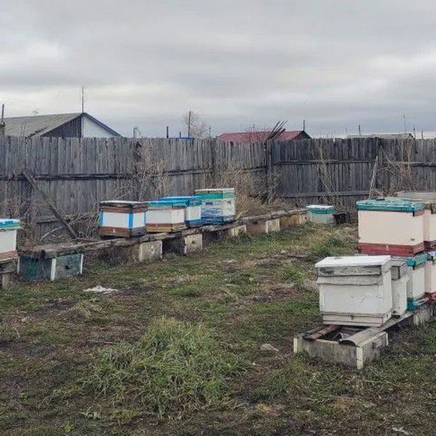 Пчелы с ульями